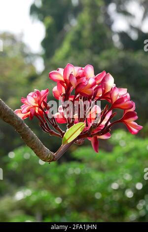 A STILL LIFE OF THE INDIAN PINK CHAMPA FLOWER Stock Photo - Alamy