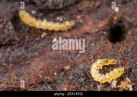 Biting midge larva (Ceratopogonidae Stock Photo - Alamy