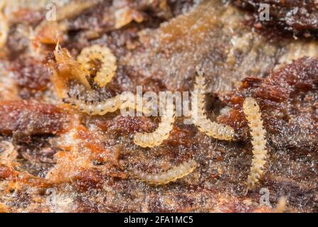 Biting midge larva (Forcipomyia sp) under a rotten log Stock Photo - Alamy