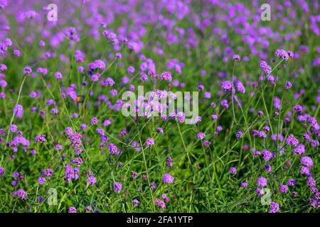 Closed up soft little purple flower in the garden under morning sun ...