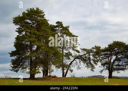 Row of pine trees on a hill Stock Photo - Alamy