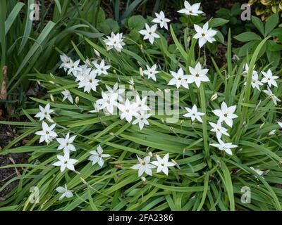 Ipheion uniflorum ‘White Star’ (Spring Starflower Stock Photo - Alamy