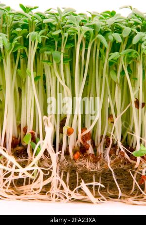 garden cress (Lepidium sativum), germinated garden cress Stock Photo ...