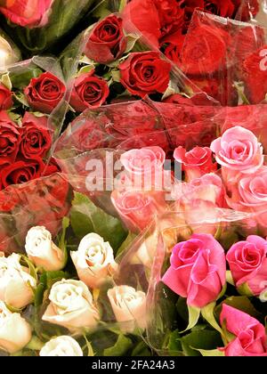 Red, White and Pink Roses for Sale on Market Stall Stock Photo - Alamy