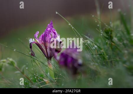 Wild purple iris pumila blooms in the meadow. Beautiful sunny spring ...