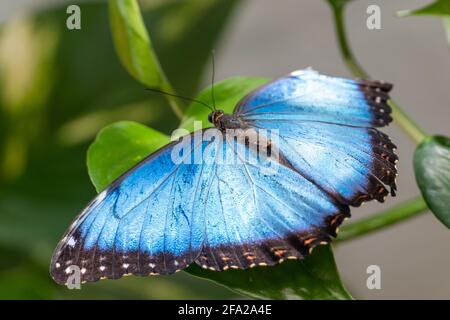 Blue Morpho Butterfly spreads its wings on foliage in a tropical ...