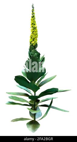 Verbascum thapsus, great mullein or common mullein, historical ...