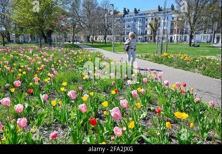 Brighton UK 22nd April 2021 - A carpet of colourful tulips the Valley ...