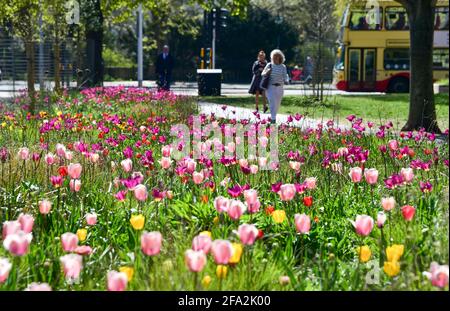 Brighton UK 22nd April 2021 - A carpet of colourful tulips the Valley ...