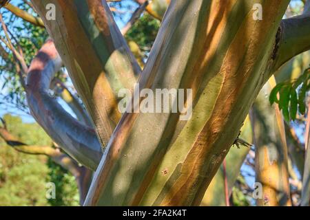 Snow Gum (Eucalyptus pauciflora) bark, Snowy Mountains, Kosciuszko ...