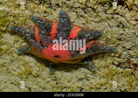 Carpet Sea Star (Patiriella calcar) and Seaweeds, Adventure Bay, Bruny ...