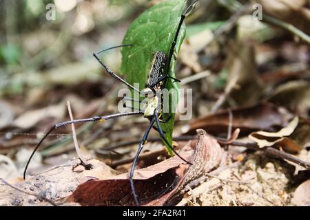 A large spider (probably Heteropoda genus) in rainforest a spider ...
