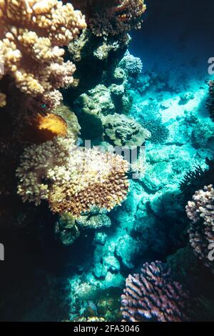 Tropical reef marine aquarium with soft and stony corals, sponges and ...