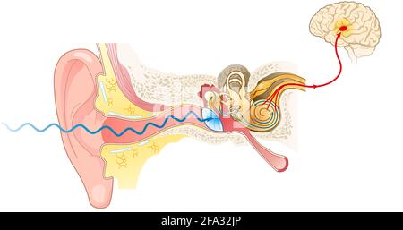 Illustration showing the way of a sound wave to the brain, labeled ...