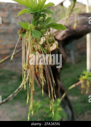 A vertical shot of an Ash-leaved maple tree branch in the blurry ...