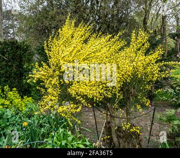Small green leaf blossoming Stock Photo - Alamy