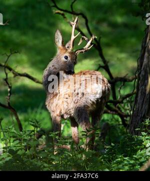 Roe Deer buck during the moult in a Cotswold Hills woodland Stock Photo ...