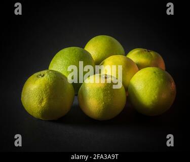 Citrus limetta or mousami or musami or sweet lime or sweet lemon tree ...