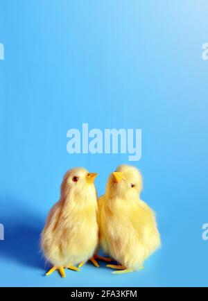 Closeup image a group of yellow chicks in their coop with a heat lamp ...