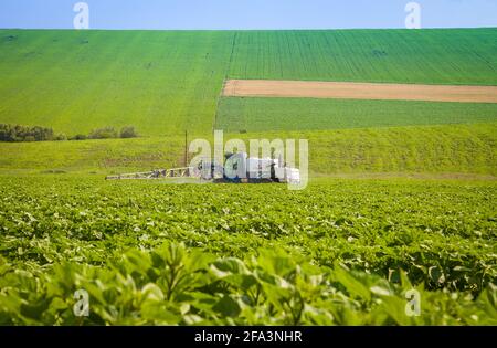 Agricultural processing sunflower array with machine against parasites ...