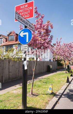 Pink Cherry Blossom, Staveley Road, Chiswick Stock Photo - Alamy