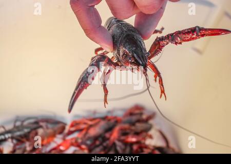 Live crawdad with pinchers stretched out held up by hand above blurred ...