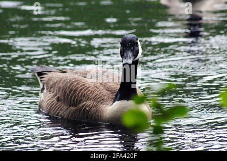 Young Canadian goose out in the wild Stock Photo - Alamy