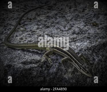 Desert Grassland Whiptail Lizard (Aspidoscelis uniparens Stock Photo ...