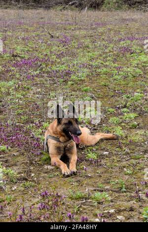 a vertical shot of a german shepherd resting on a couch with a ...
