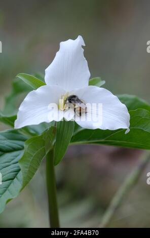 Western Trillium and bee Trillium ovatum, Cowichan Valley, Vancouver ...