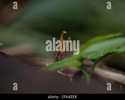 A Praying Mantis in the Amazon rainforest, Peru Stock Photo - Alamy