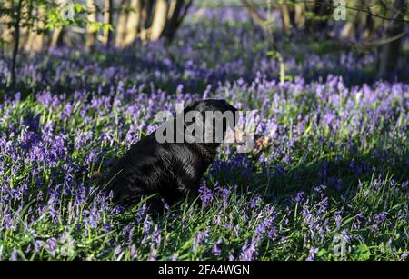 Rolvenden, UK. 23rd April 2021. Owner Edward Barham walks his labrador ...