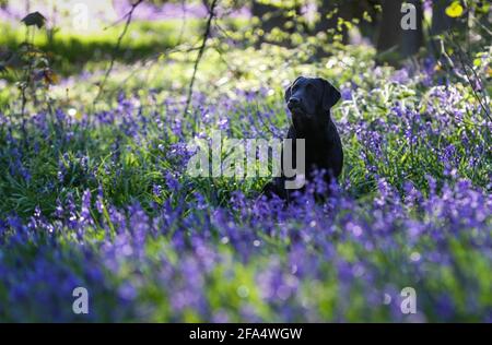 Rolvenden, UK. 23rd April 2021. Owner Edward Barham walks his labrador ...