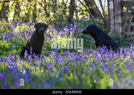 Rolvenden, UK. 23rd April 2021. Owner Edward Barham walks his labrador ...