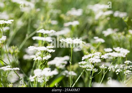 Plants of the family Apiaceae - a close-up view of a flowering Siberian ...