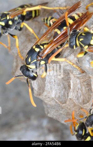 Italy, Lombardy, Paper Wasp, Polistes Gallicus Stock Photo - Alamy