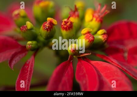 Closeup shot of blooming red Poinsettia flowers Stock Photo - Alamy