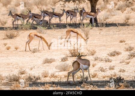 Small group of Springbok standing in tree shadow in Kgalagari ...
