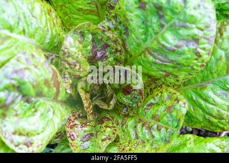 Freckles Lettuce Lactuca Sativa with red or brown spots on leaves ...