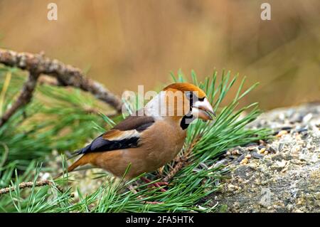 Hawfinch (Coccothtraustes coccothraustes) Photo: Bengt Ekman / TT ...