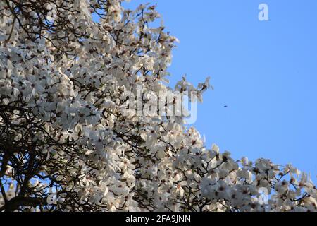Beautiful magnolia tree at Hertener Schlosspark Stock Photo - Alamy