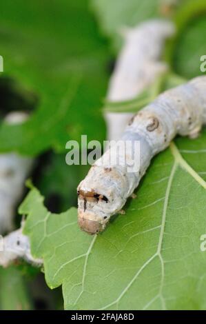 Bombyx Mori, Silkworm Moth Stock Photo - Alamy