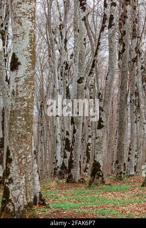 Sabaduri forest in spring, a beautiful place in the north of Tbilisi ...
