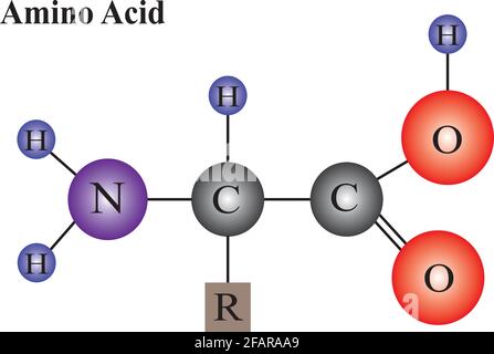 Protein structure. Amino acids, Alpha helix, Polypeptide chains, and Complex of protein molecule ...