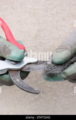 Cleaning gardening hand tools with wire brush Stock Photo - Alamy