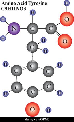The amino acid Tyrosine. Chemical molecular formula of Tyrosine amino ...