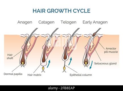 Hair growth cycle. Human skin. Follicle anatomy. Anatomical poster ...