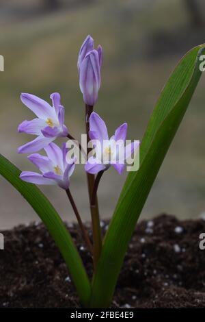 A chionodoxa flower in spring Stock Photo - Alamy