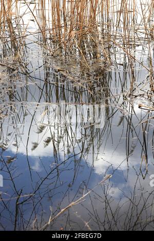 Lakeshore in the Early Spring Stock Photo - Alamy
