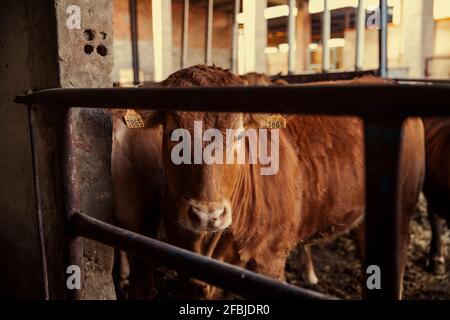 Cute calf in corral on farm Stock Photo - Alamy